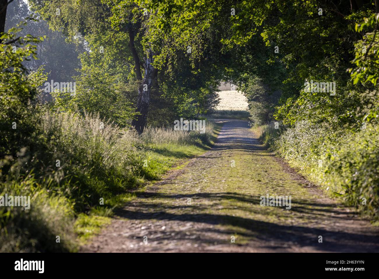 Cobblestone path hi-res stock photography and images - Alamy