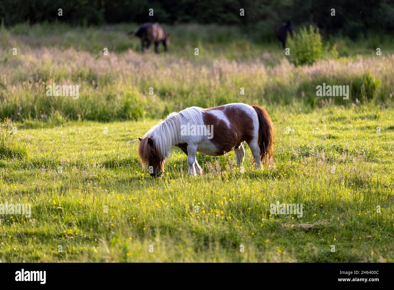 grazing horses in a pasture Stock Photo - Alamy
