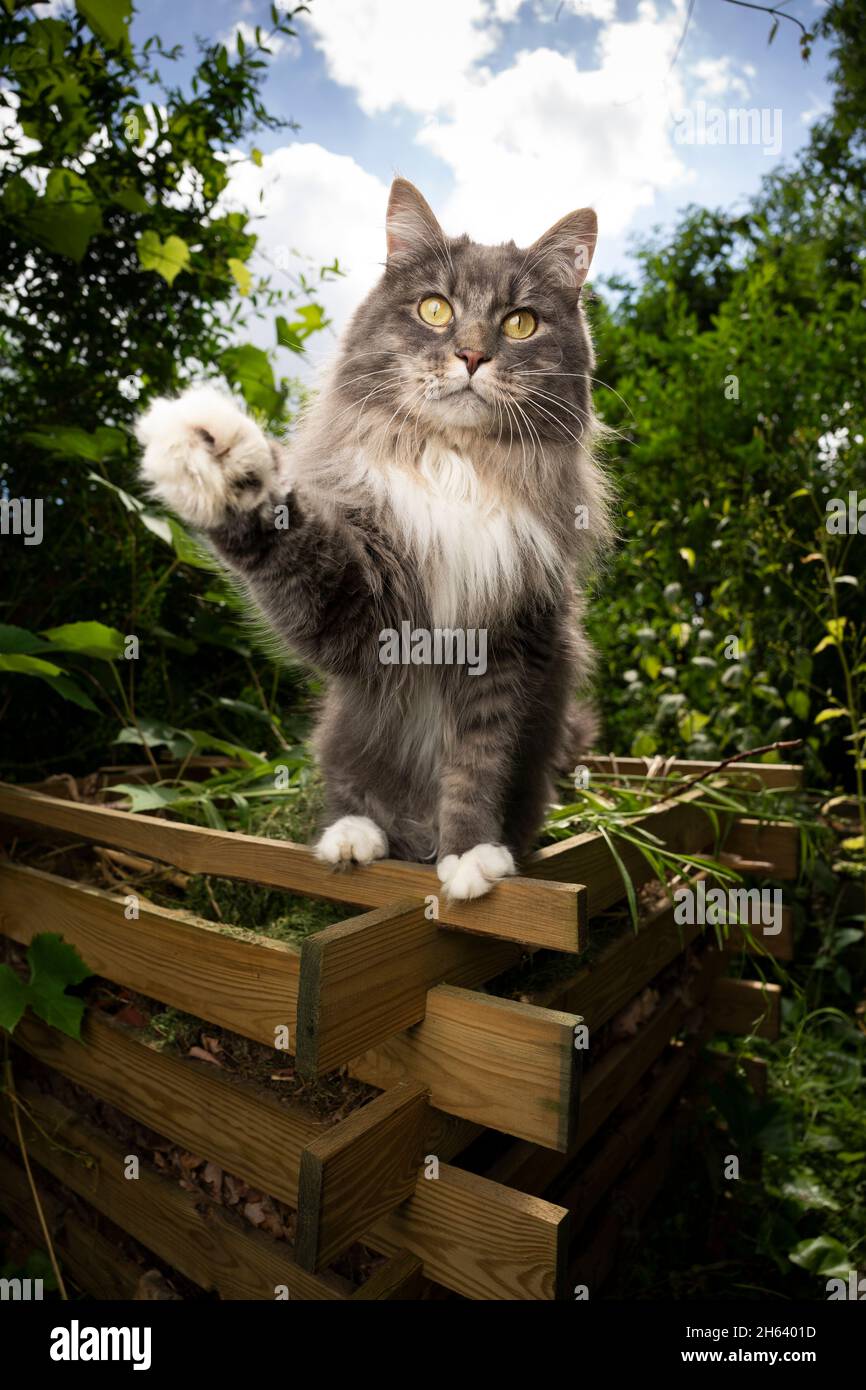 playful gray white maine coon cat sitting on wooden frame of compost ...