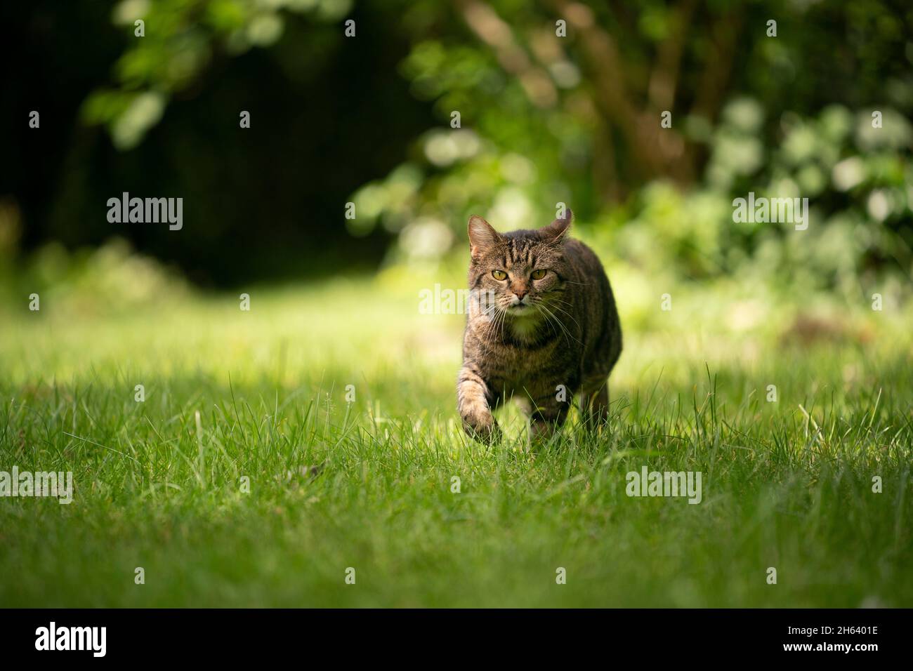 Cat walking towards you hi-res stock photography and images - Alamy