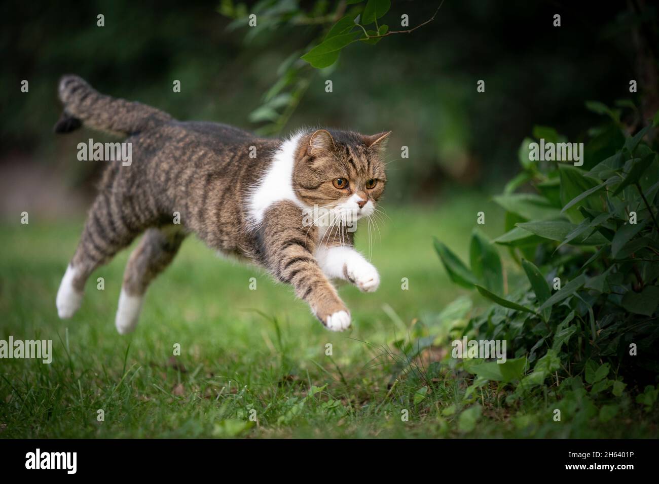 playful tabby white cat running and jumping on green lawn outdoors in ...