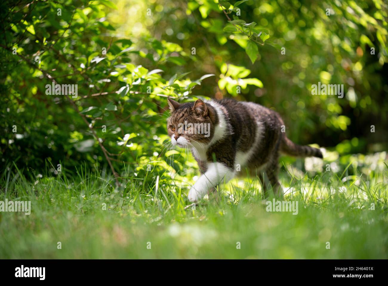 Tabby cat outdoors in sunny garden walking on grass High Resolution ...