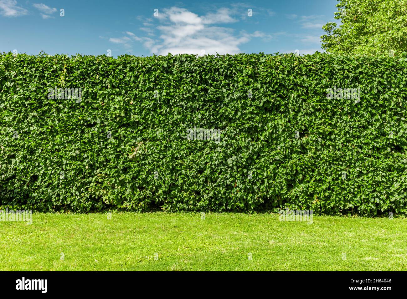 Hedge face hi-res stock photography and images - Alamy