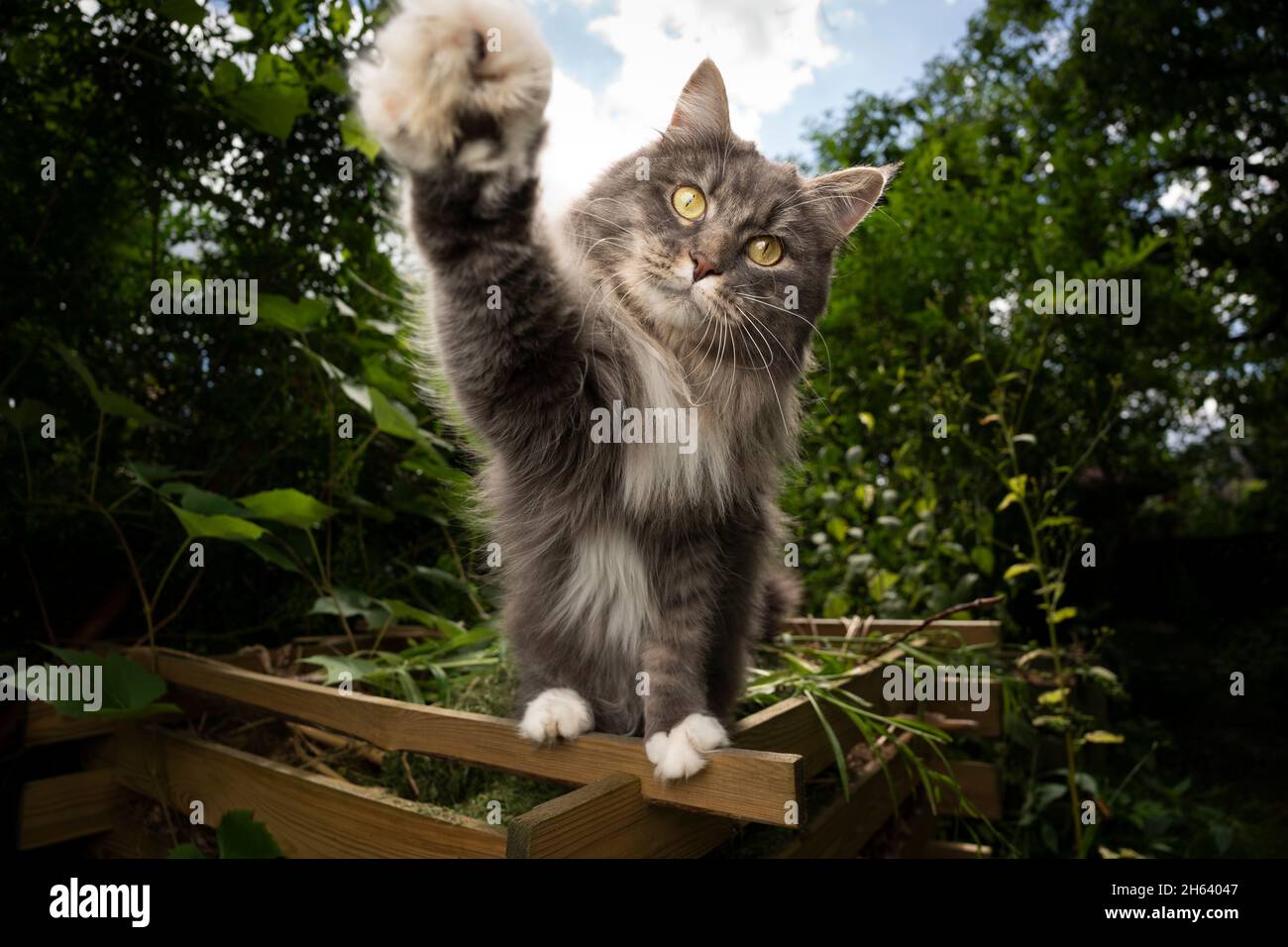 playful gray white maine coon cat sitting on wooden frame of compost ...