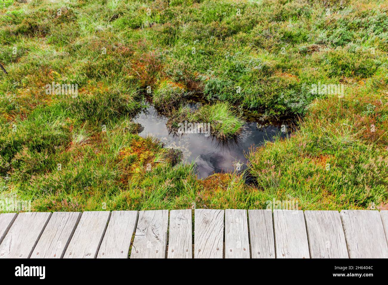 Bog pond hi-res stock photography and images - Alamy