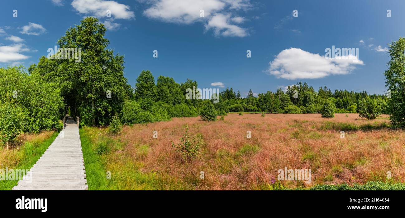 Black moor hi-res stock photography and images - Alamy