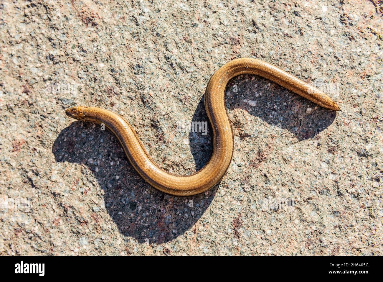 slow worm on a stone in the sunlight Stock Photo - Alamy