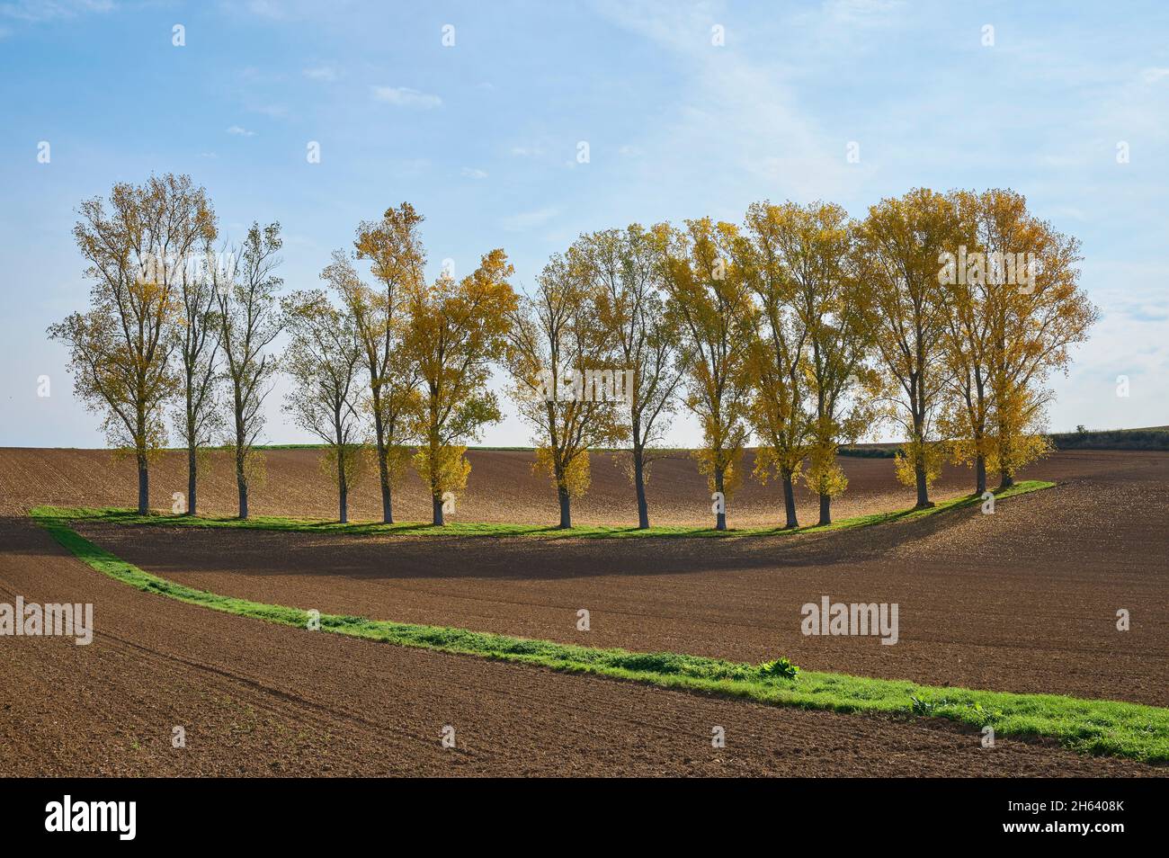 Row of poplar trees hi-res stock photography and images - Alamy