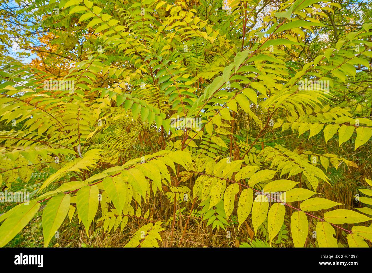Vinegar trees hi-res stock photography and images - Alamy