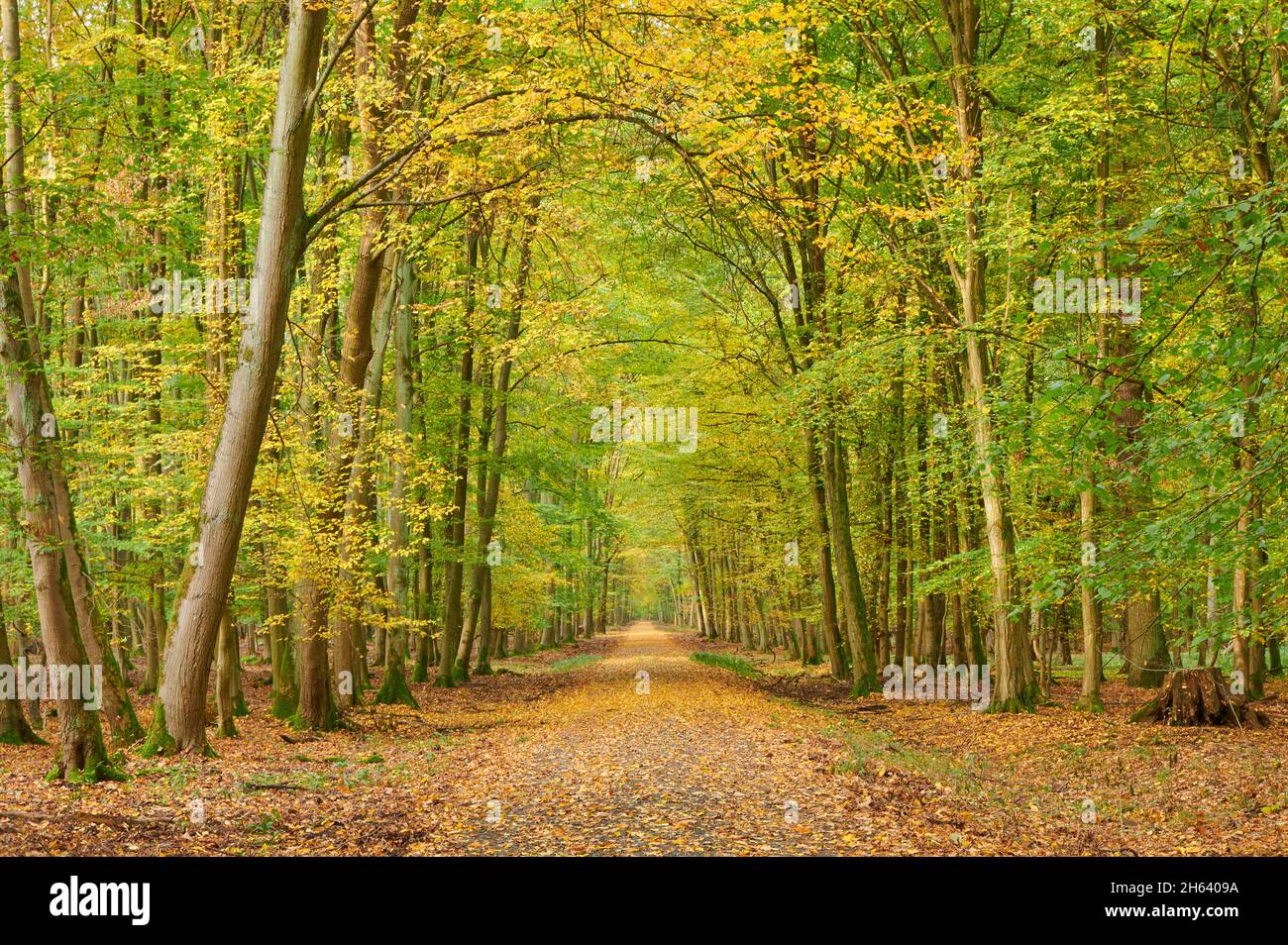 Morfelden walldorf hi-res stock photography and images - Alamy