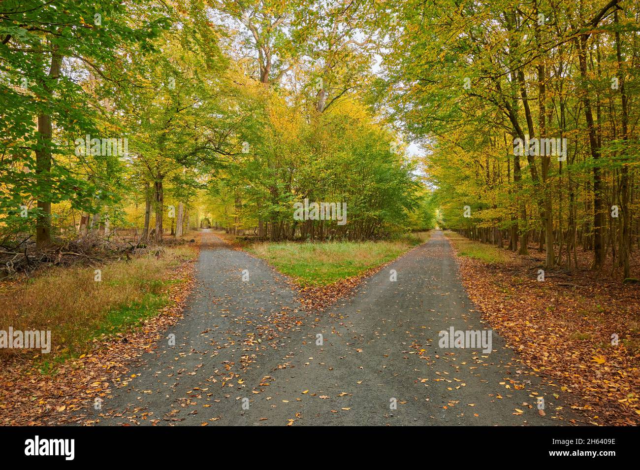 forest path,fork,autumn,nature reserve,mönbruch,mörfelden-walldorf ...