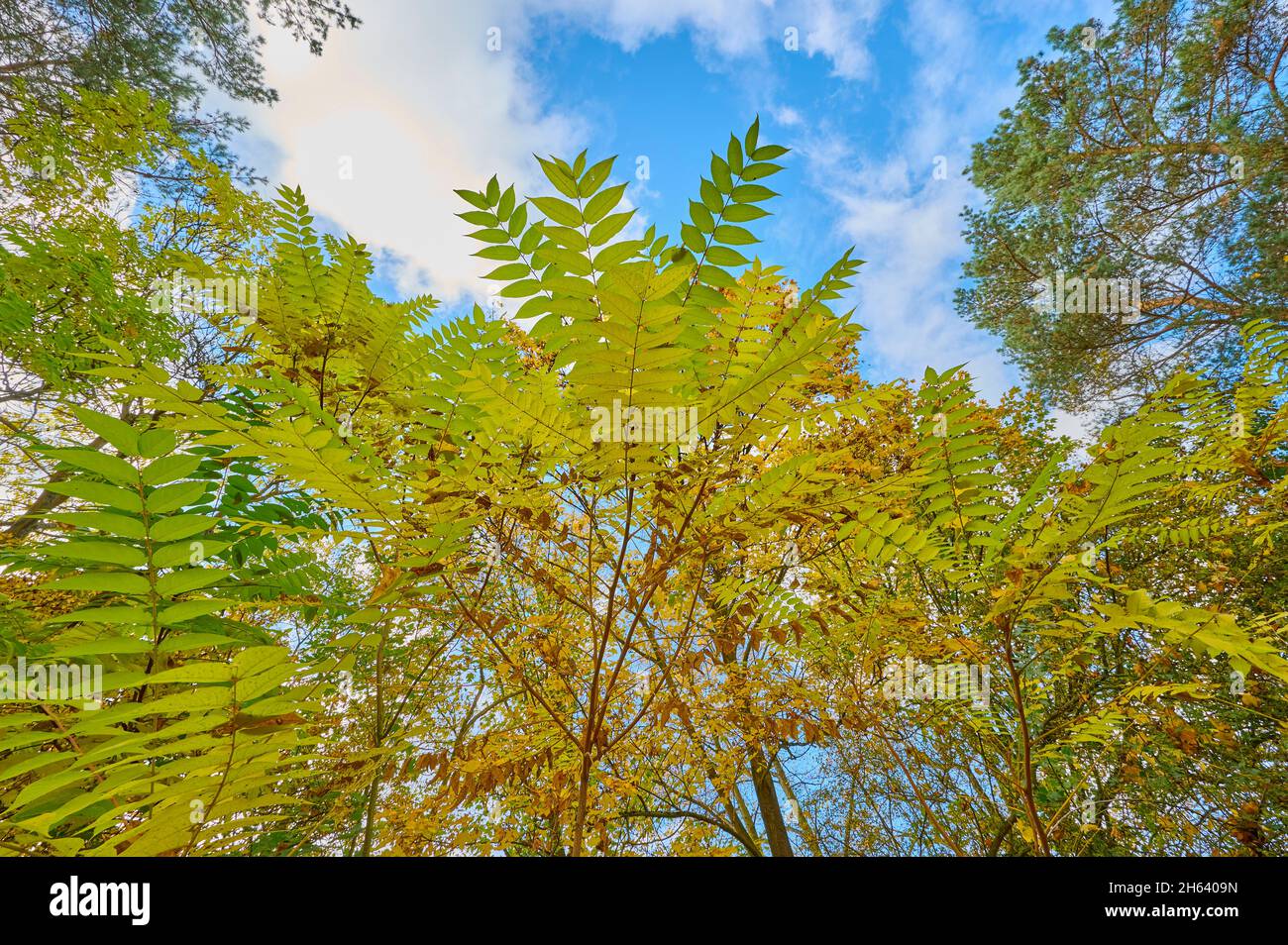 Vinegar trees hi-res stock photography and images - Alamy
