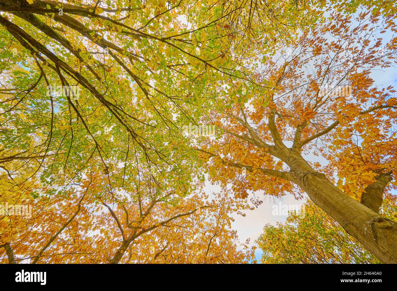 Oak and beech hi-res stock photography and images - Alamy
