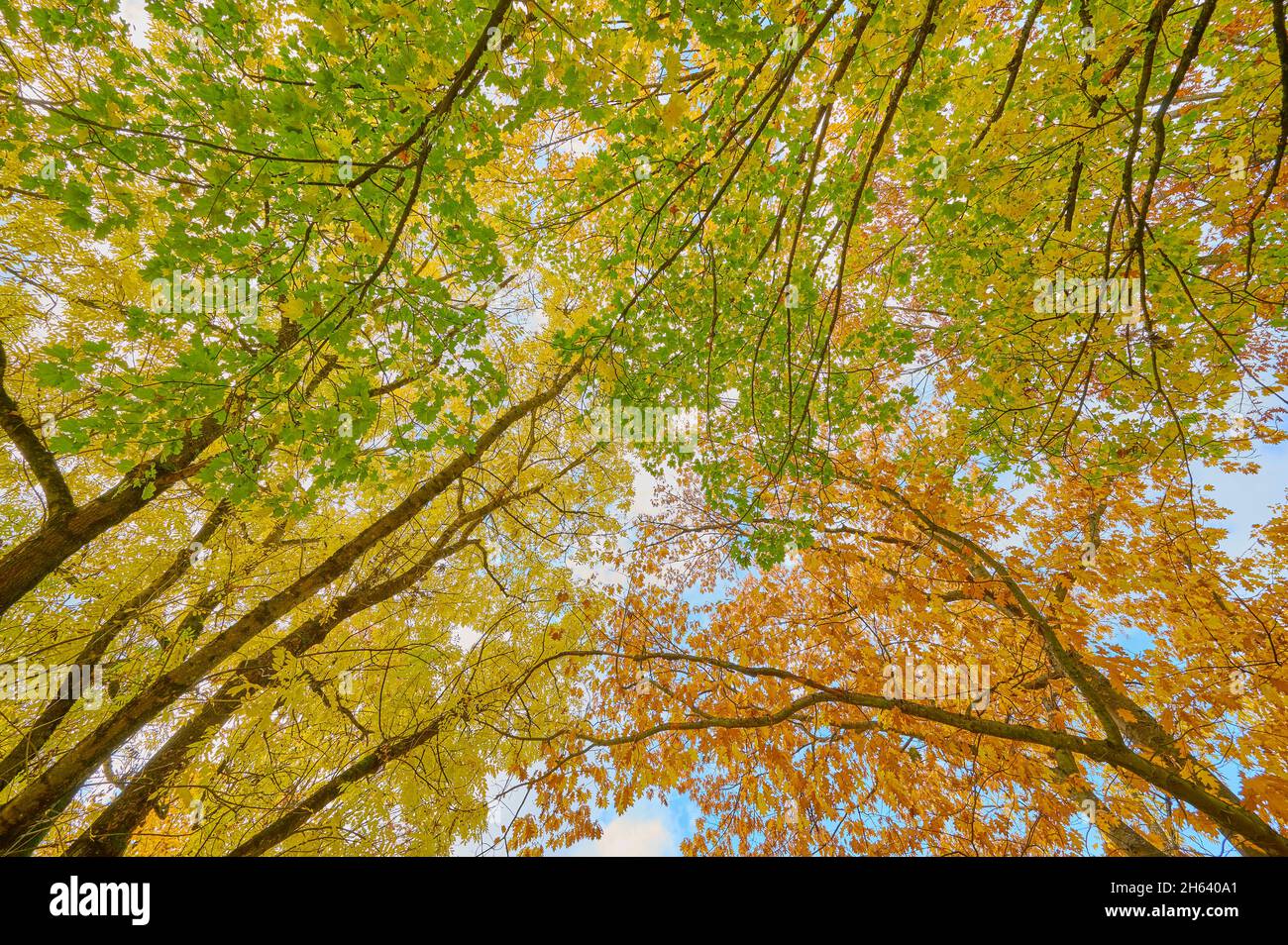 Oak beech hi-res stock photography and images - Alamy