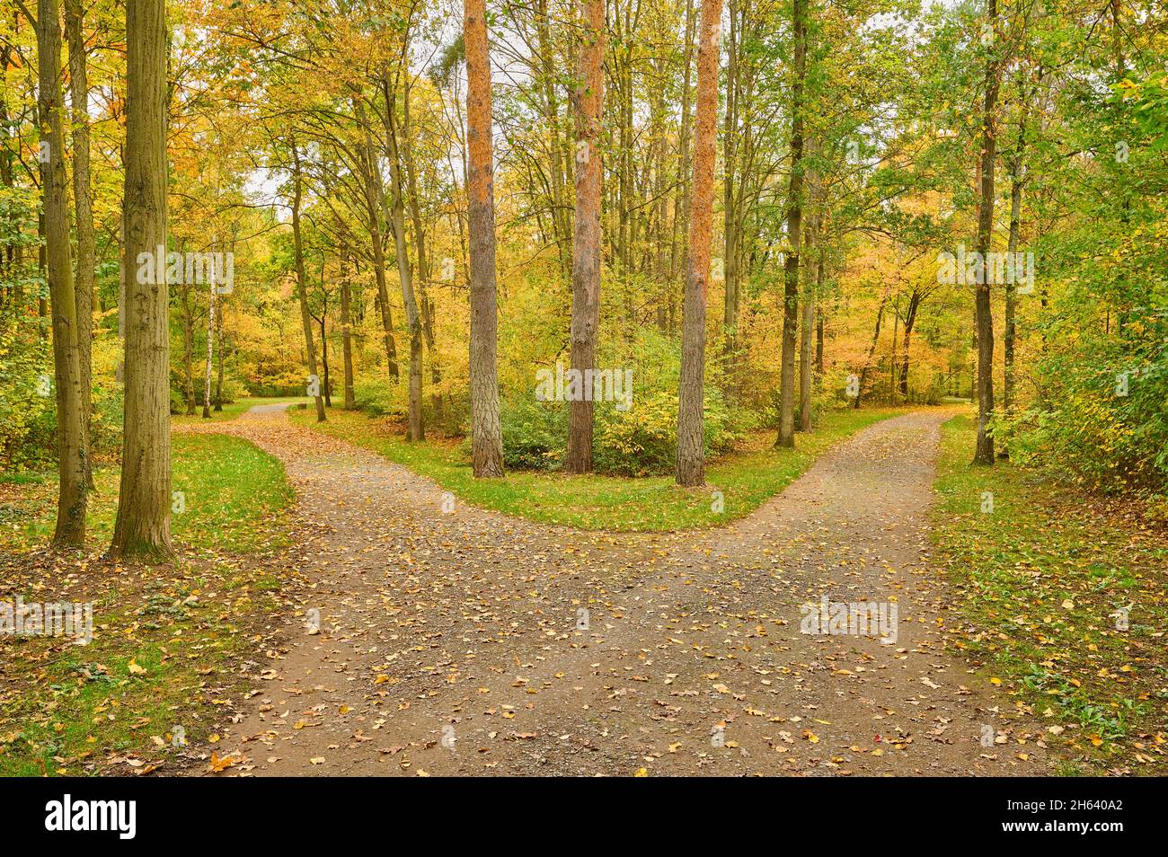 No one left autumn leaves with nature trees hi-res stock photography ...