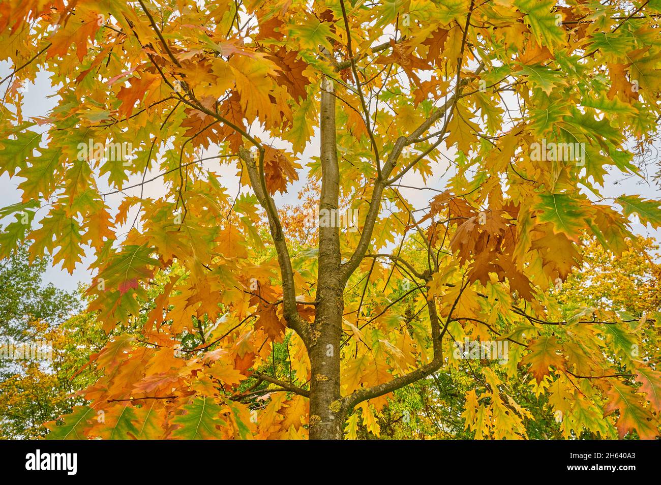 Oak tree autumn hi-res stock photography and images - Alamy