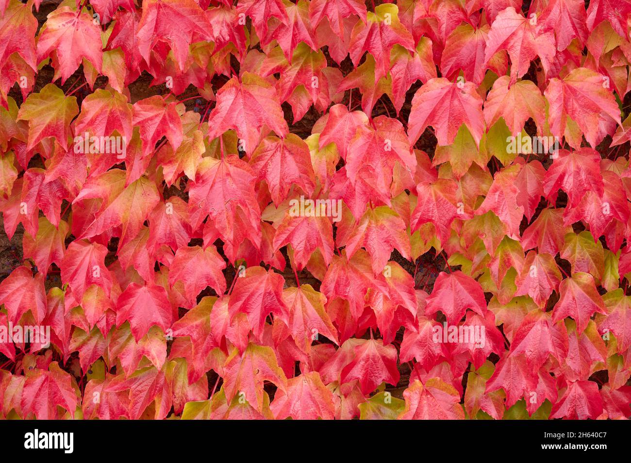 Fall grape leaves and vines hi-res stock photography and images - Alamy
