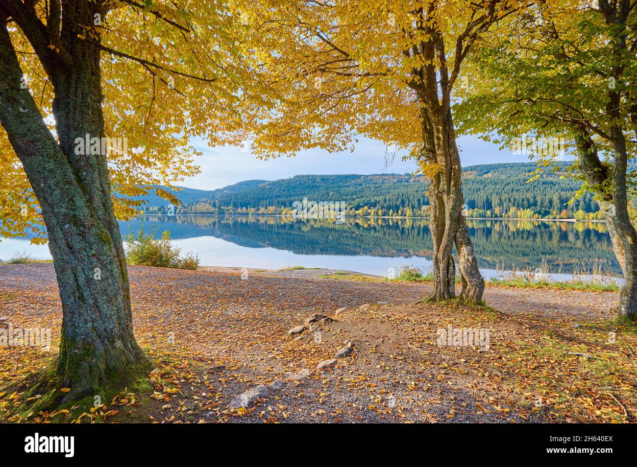 Lake morning autumn schluchsee hi-res stock photography and images - Alamy