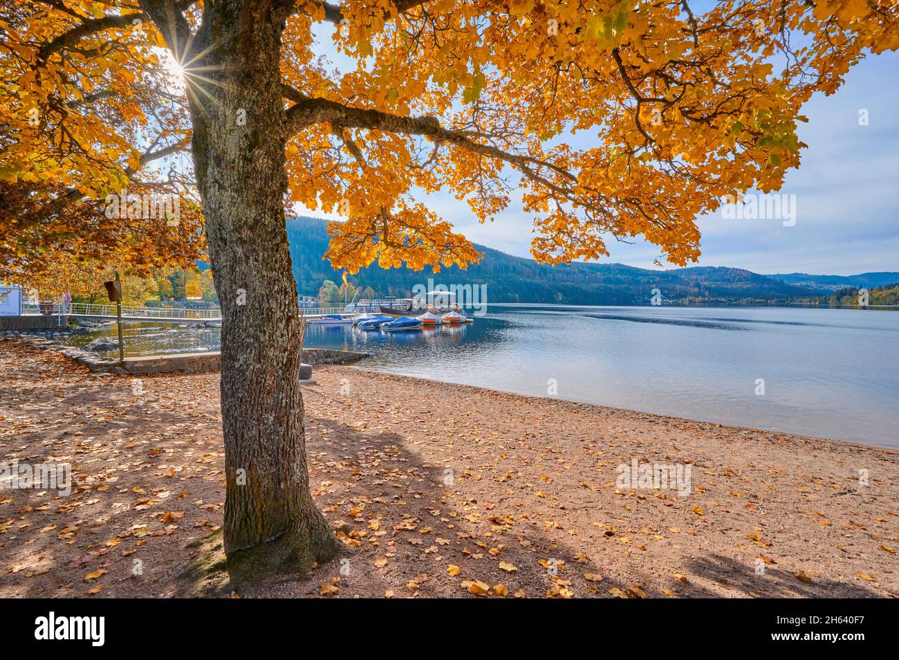 titisee,boat,maple tree,autumn,titisee-neustadt,black forest,baden ...