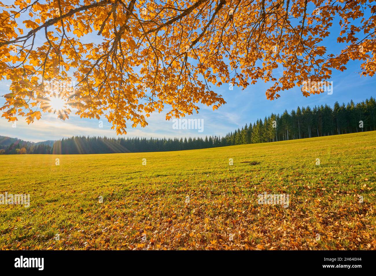 Scenic shot maple tree hi-res stock photography and images - Alamy