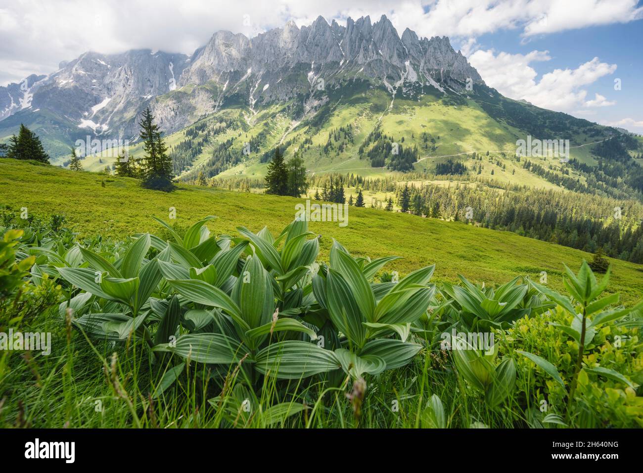 Forest scene with fir trees and alps mountains in background hi-res ...
