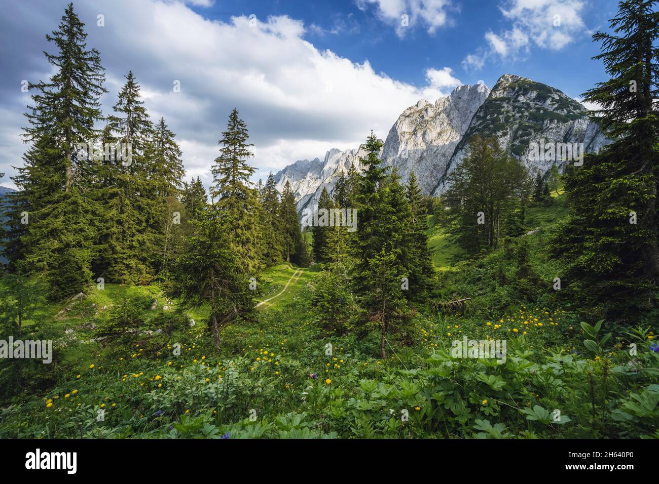 forest scene with fir trees and alps mountains in background,gosau ...