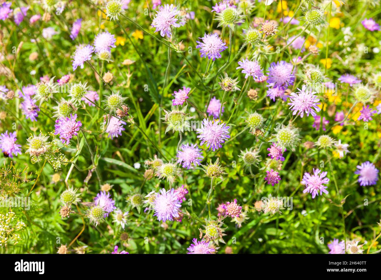 Small scabious in a wildflower meadow hi-res stock photography and ...