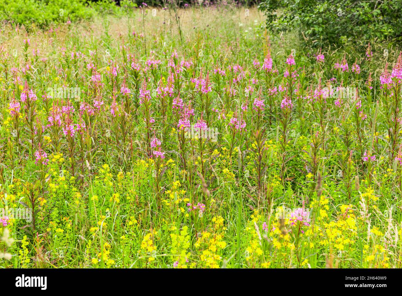 Native fireweed hi-res stock photography and images - Alamy