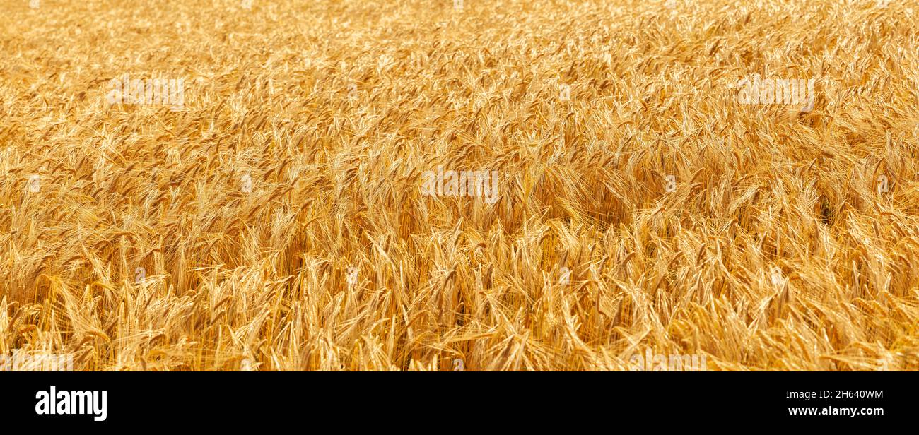 Golden ripe barley hi-res stock photography and images - Alamy