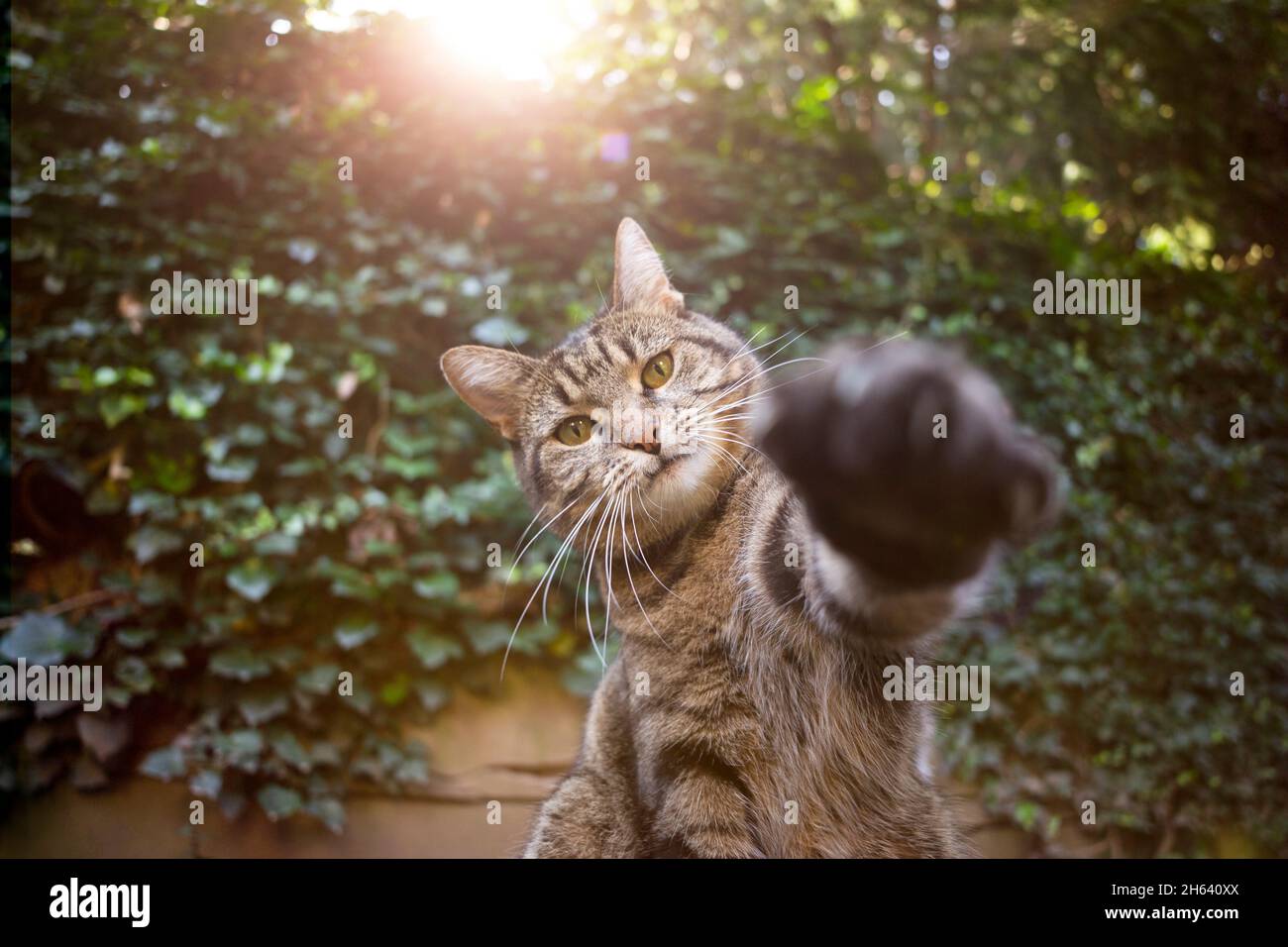 Raising cat hi-res stock photography and images - Alamy