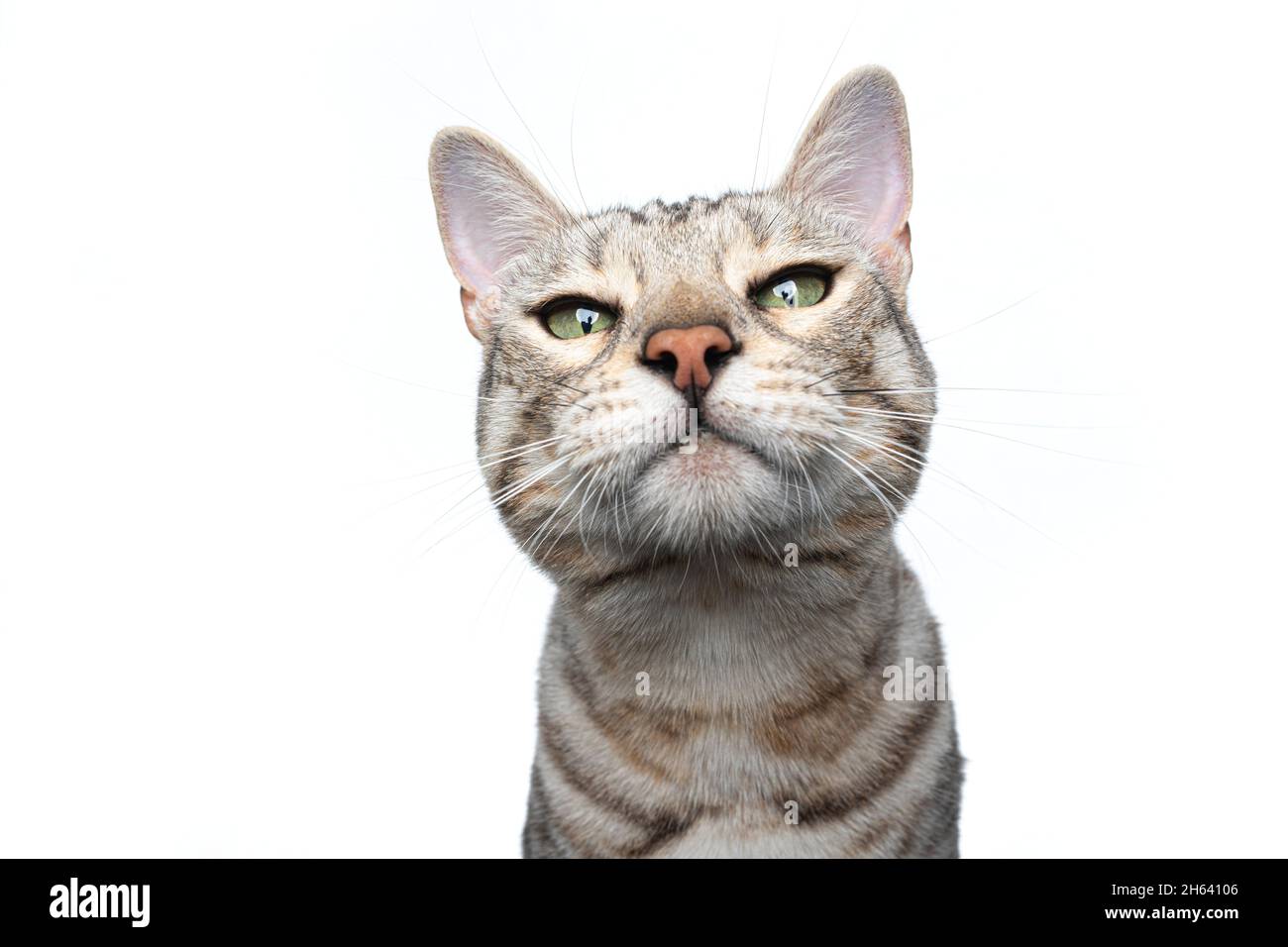 silver spotted bengal cat making strict funny face looking at camera ...