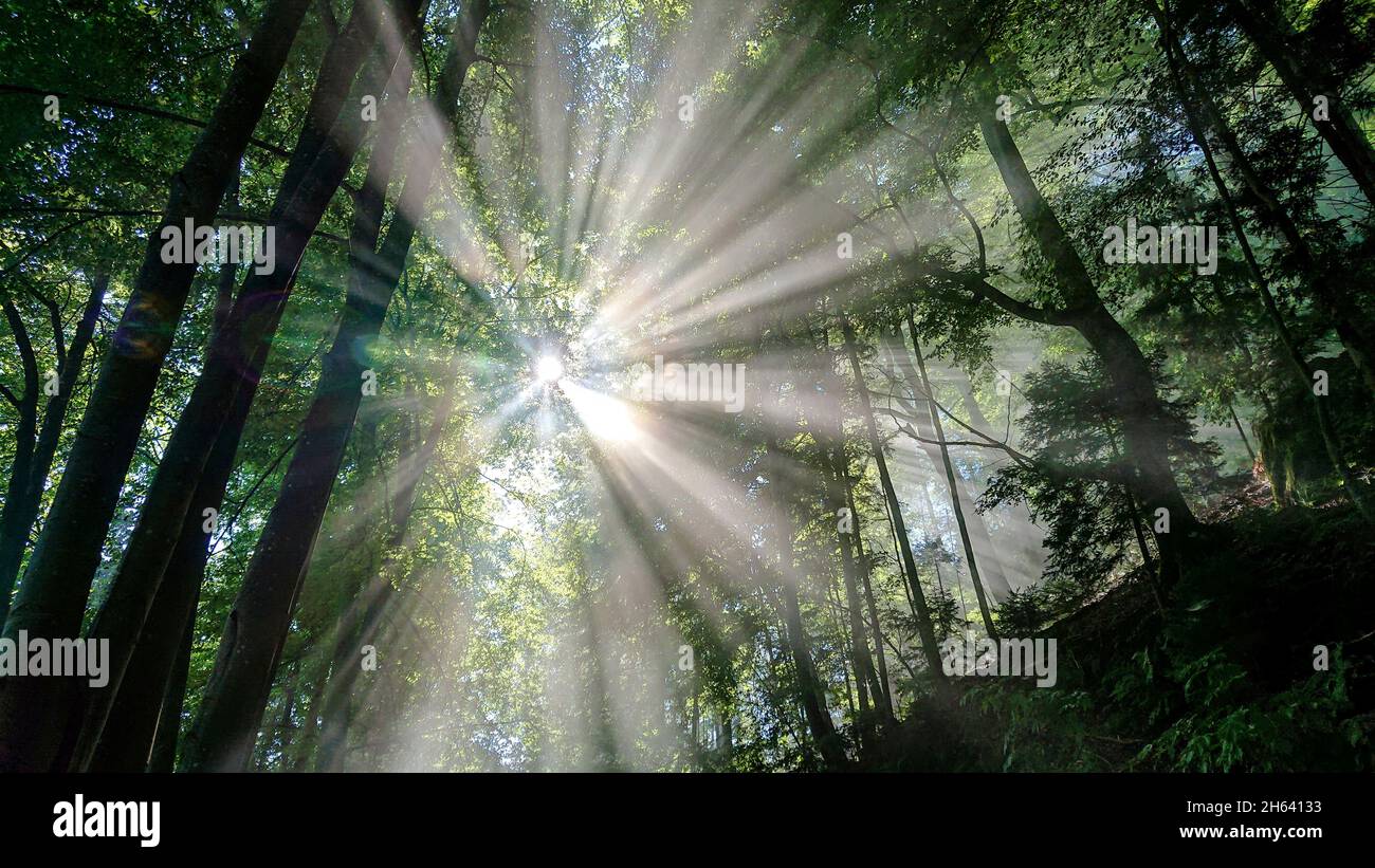 sunbeams fall through the canopy of leaves in a forest Stock Photo - Alamy