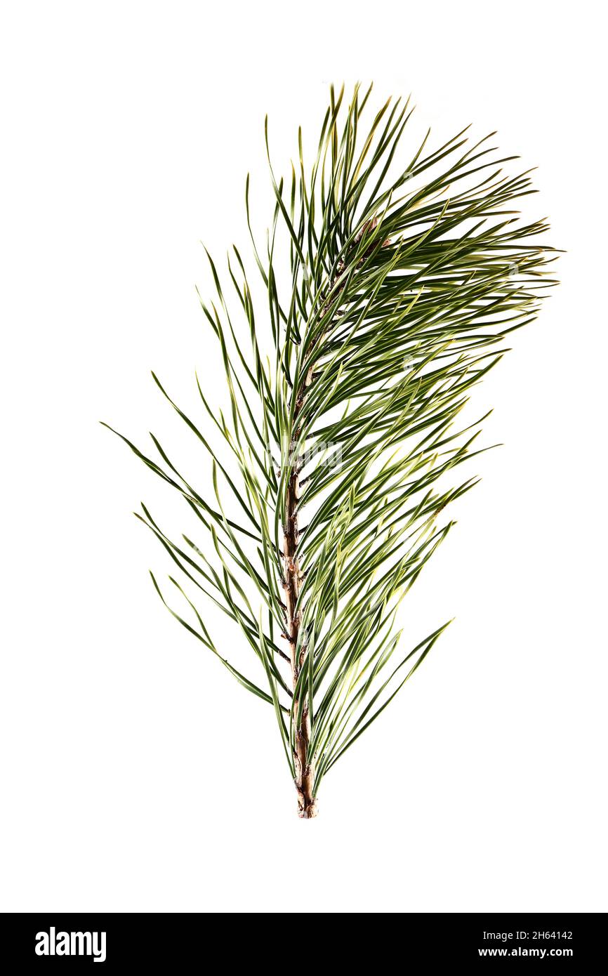 View single spruce tree Cut Out Stock Images & Pictures - Alamy