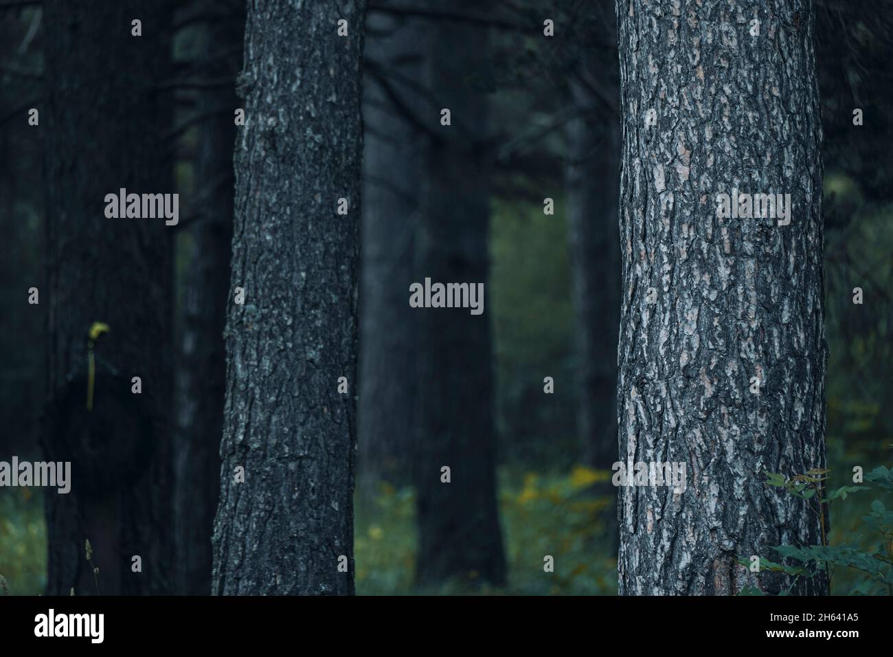 close up of trees trunks in the nature woods forest - background of ...