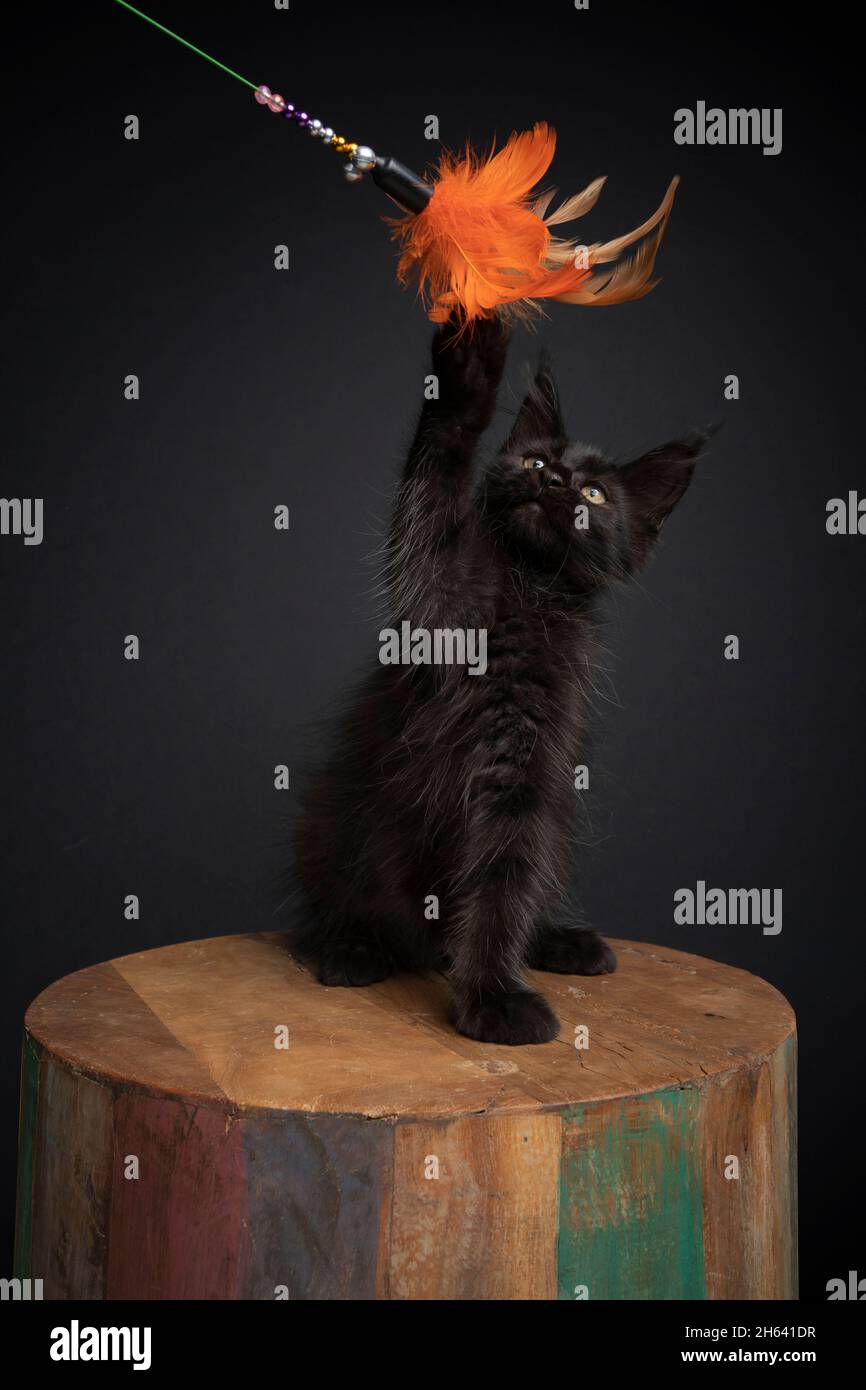cute black maine coon kitten sitting on wood playing with feather toy ...