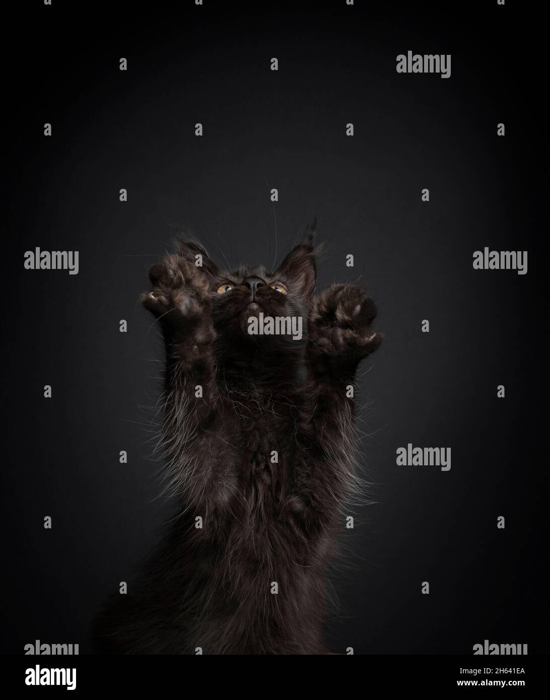 cute black maine coon kitten playing rearing up standing on hind legs ...
