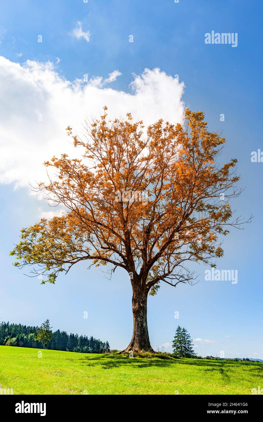 tree in autumn on a meadow Stock Photo - Alamy