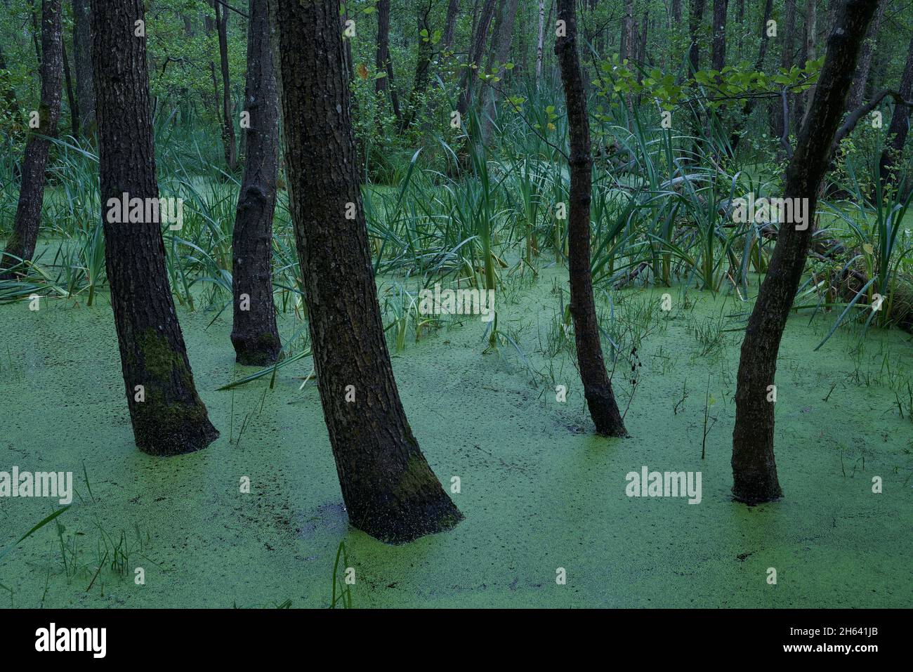 Mystery of the swamp hi-res stock photography and images - Alamy