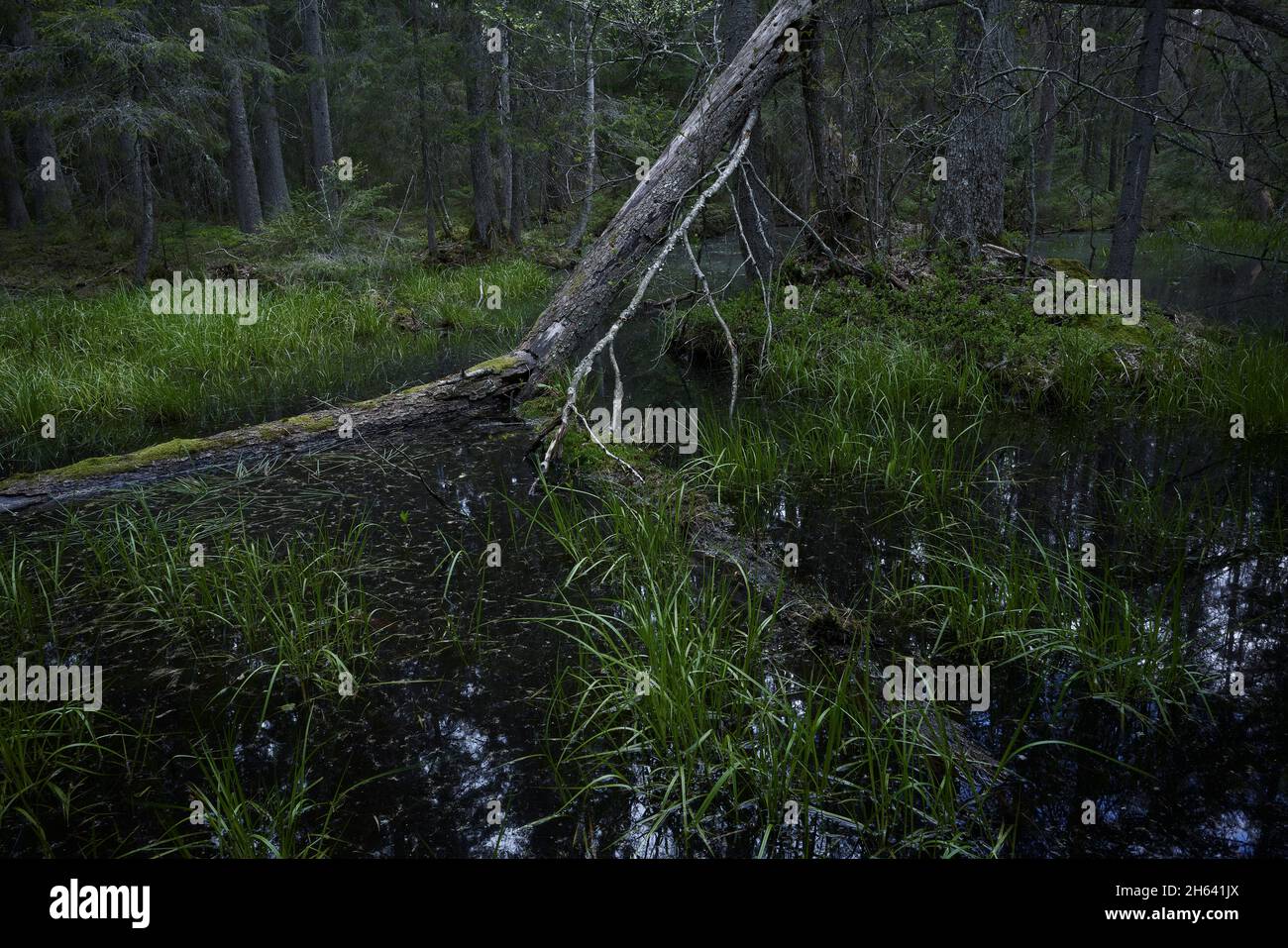 Dark forest pond hi-res stock photography and images - Alamy