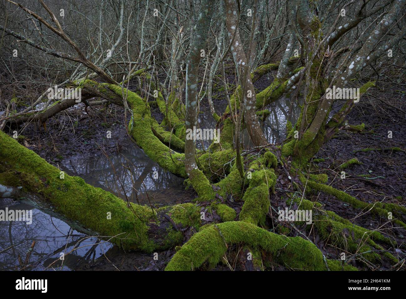 In swamp nature hi-res stock photography and images - Alamy