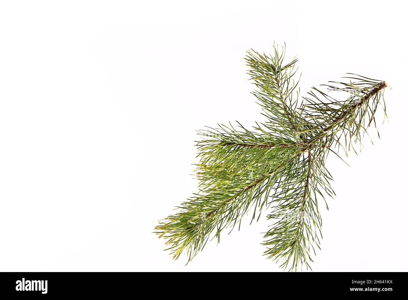 View single spruce tree Cut Out Stock Images & Pictures - Alamy