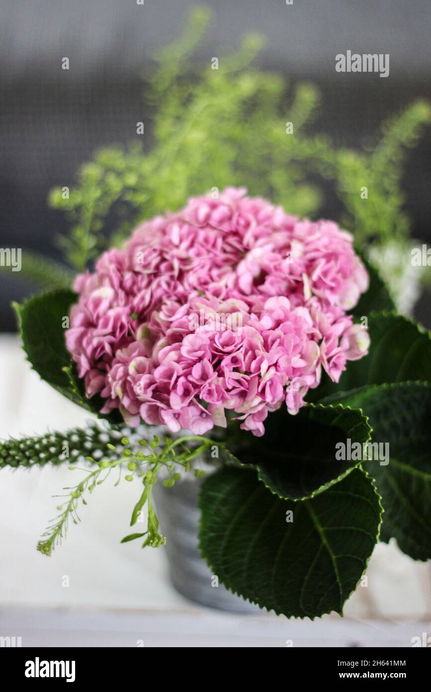 Hydrangea motive hi-res stock photography and images - Alamy