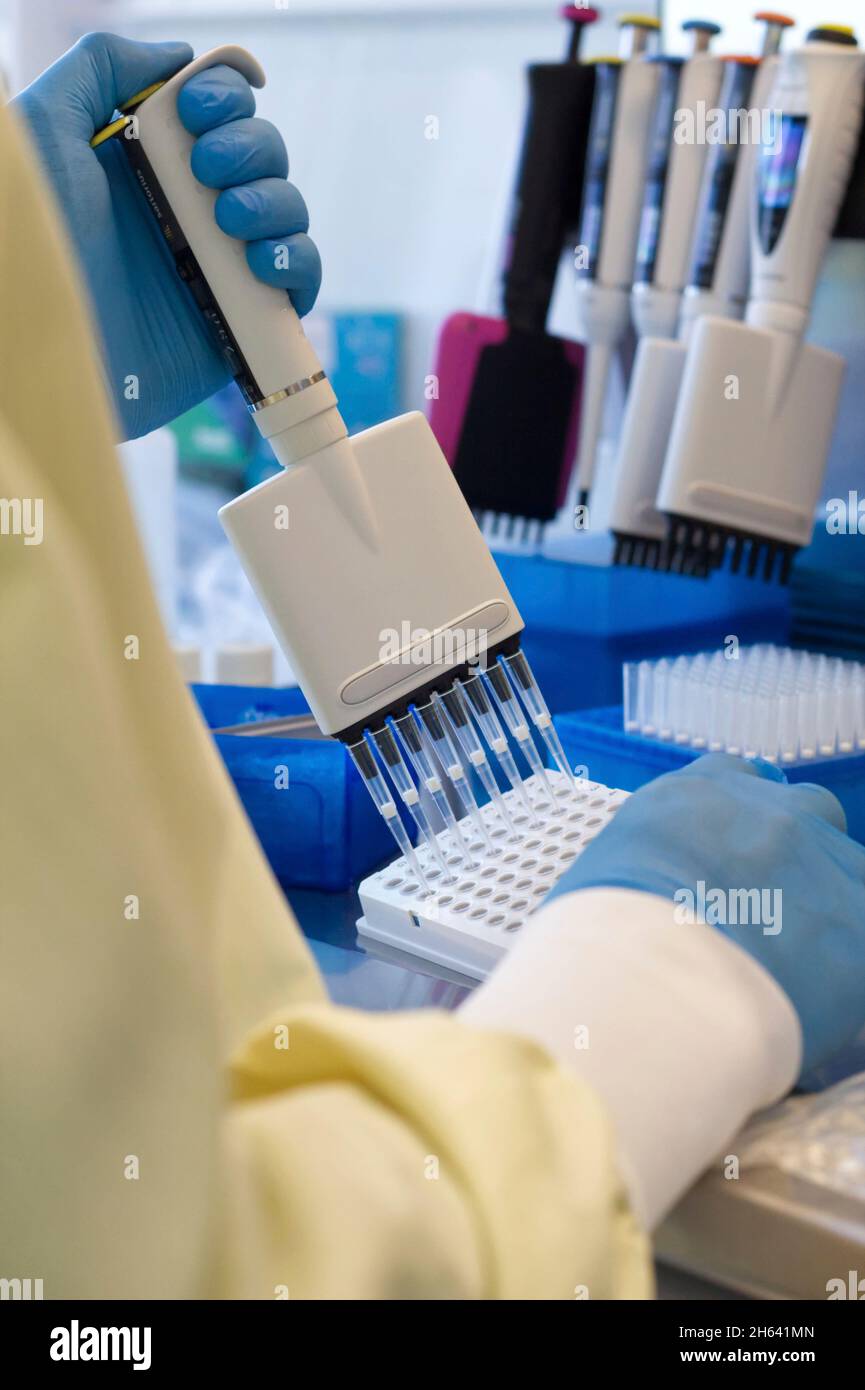 Research scientist pipetting reagents to plate using multichannel ...