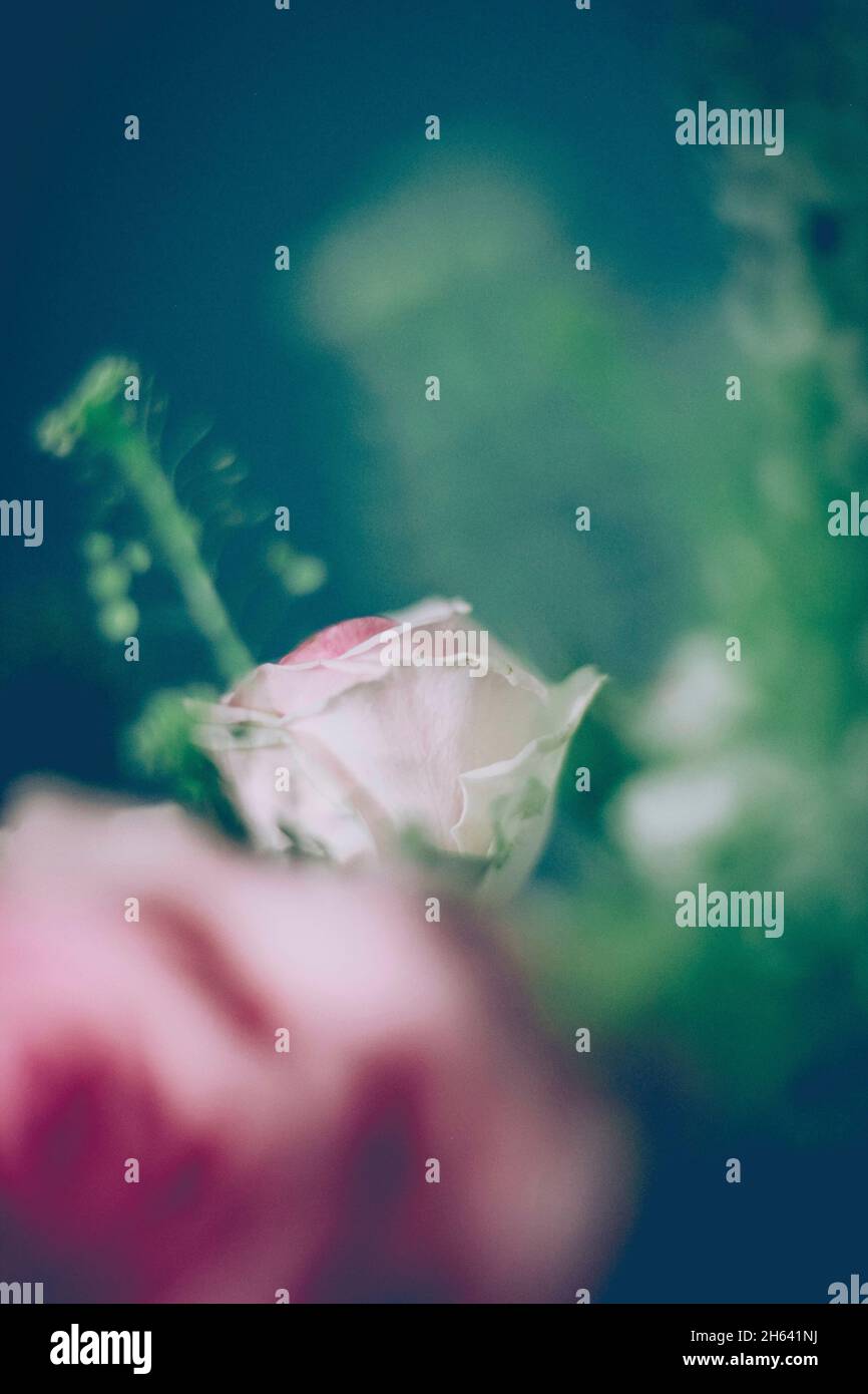 Teal background hi-res stock photography and images - Alamy