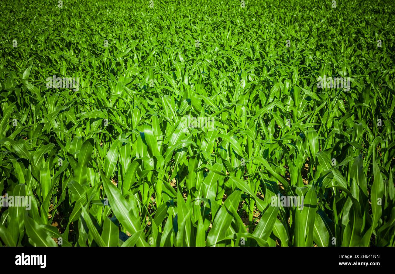 Green corn hi-res stock photography and images - Alamy