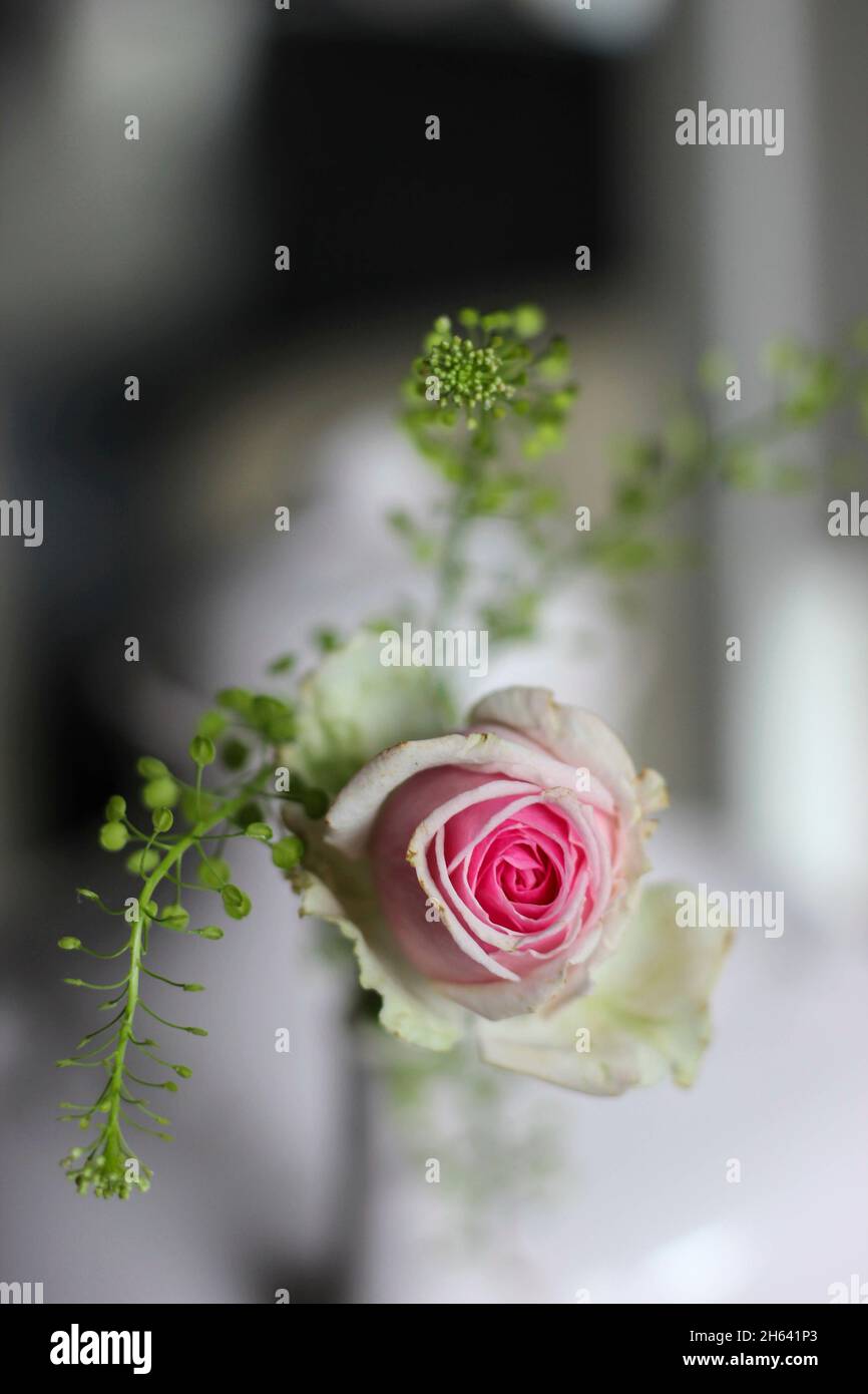 single pink rose Stock Photo - Alamy