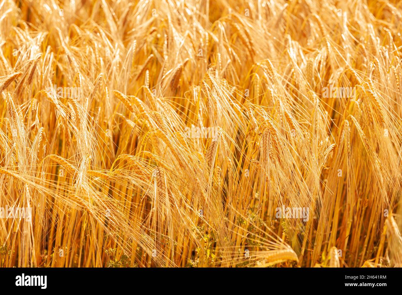 ripe ears of barley in a grain field in summer Stock Photo - Alamy