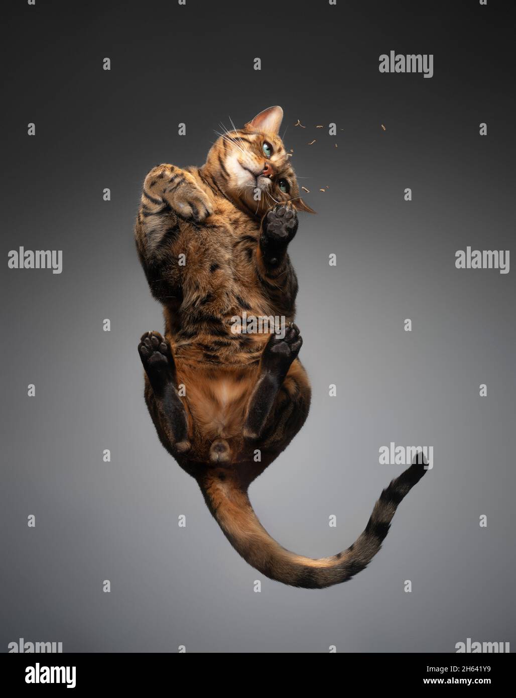Cat Under Glass Table