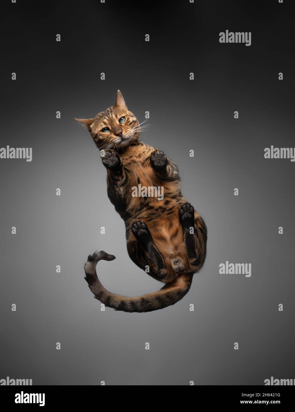 bottom view of a brown spotted tabby bengal cat sitting on glass table ...