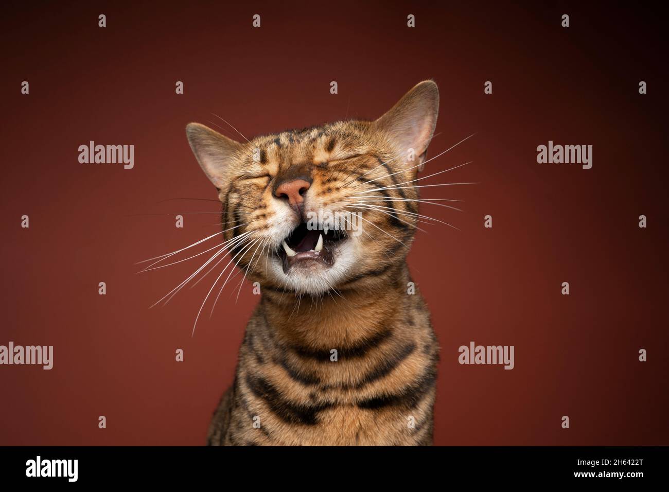 brown spotted bengal cat with mouth open meowing or crying on brown ...